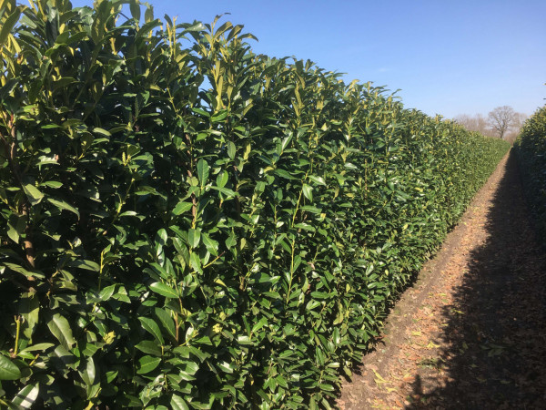 Gard viu instant laur englezesc