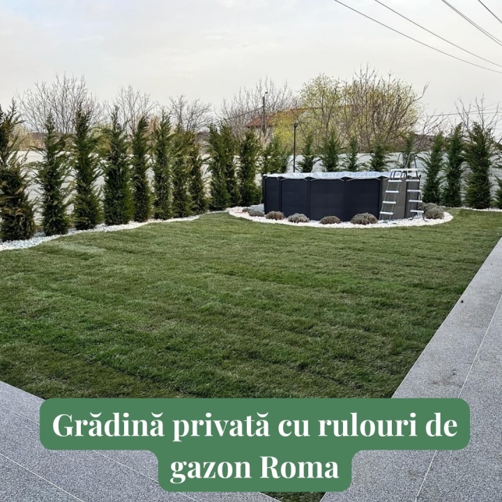 Rulouri de gazon premium Roma pentru Secetă