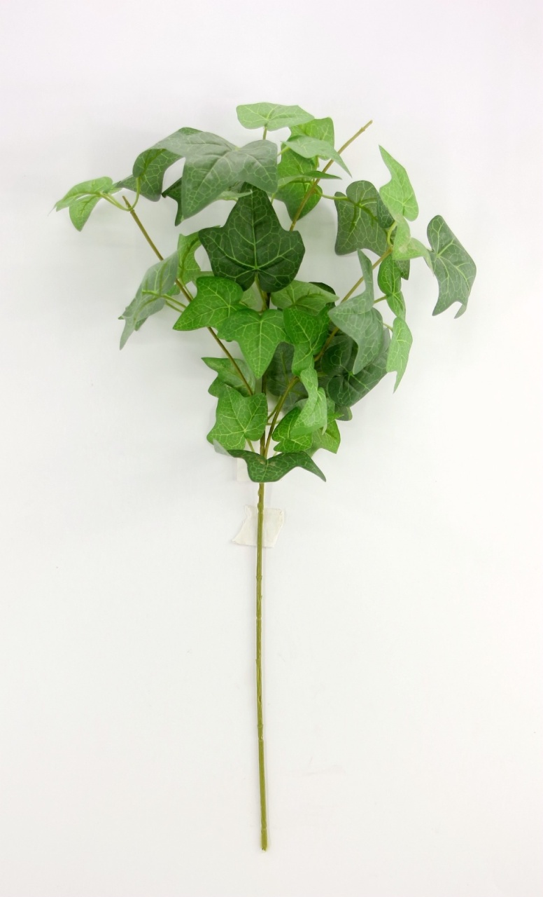 Crenguta cu iedera 66932