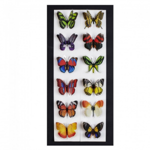 Decoratiune de perete - Fluturi 3D, fluturi decorativi, fluturi 3D ...