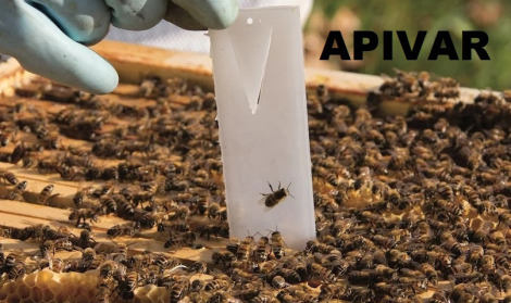 Magazin apicol online 🥇 Ferma Apicola Merisani ️