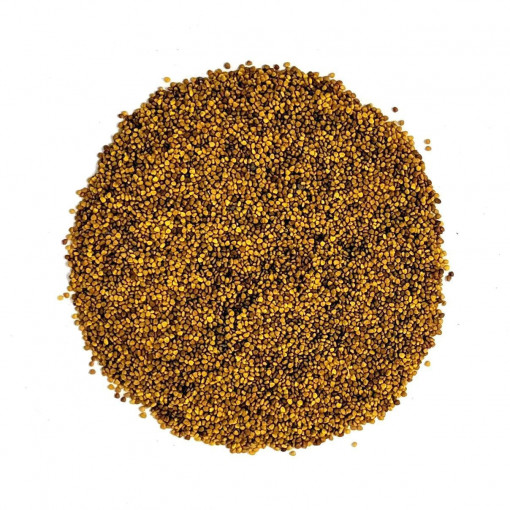 Seminte de trifoi alb (Trifolium Repens) - 1 kg