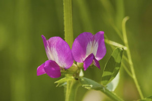Mazariche de primavara (vicia sativa) - 1 kg
