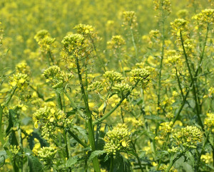Seminte de mustar alb (Sinapis alba) - 1 kg