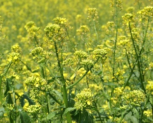 Seminte de mustar alb (Sinapis alba) - SAC 20 kg