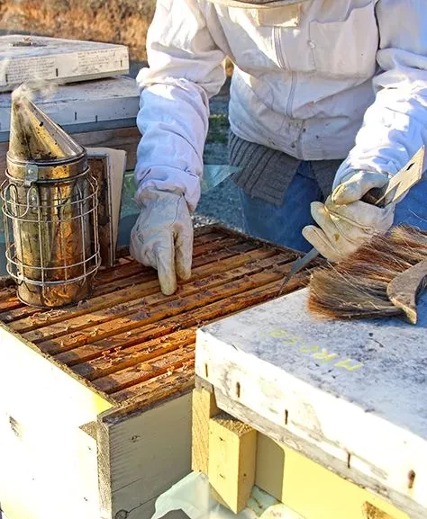 Beexpert - Magazin apicol cu Echipamente, Utilaje si Consumabile