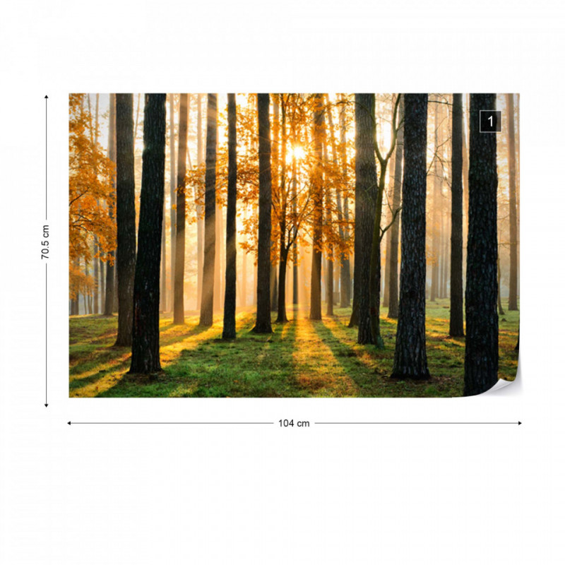 Fototapet - Răsărit de Soare în Pădure