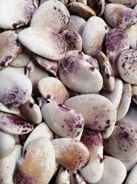 FASOLE SI MAZARE - legume si fructe exotice