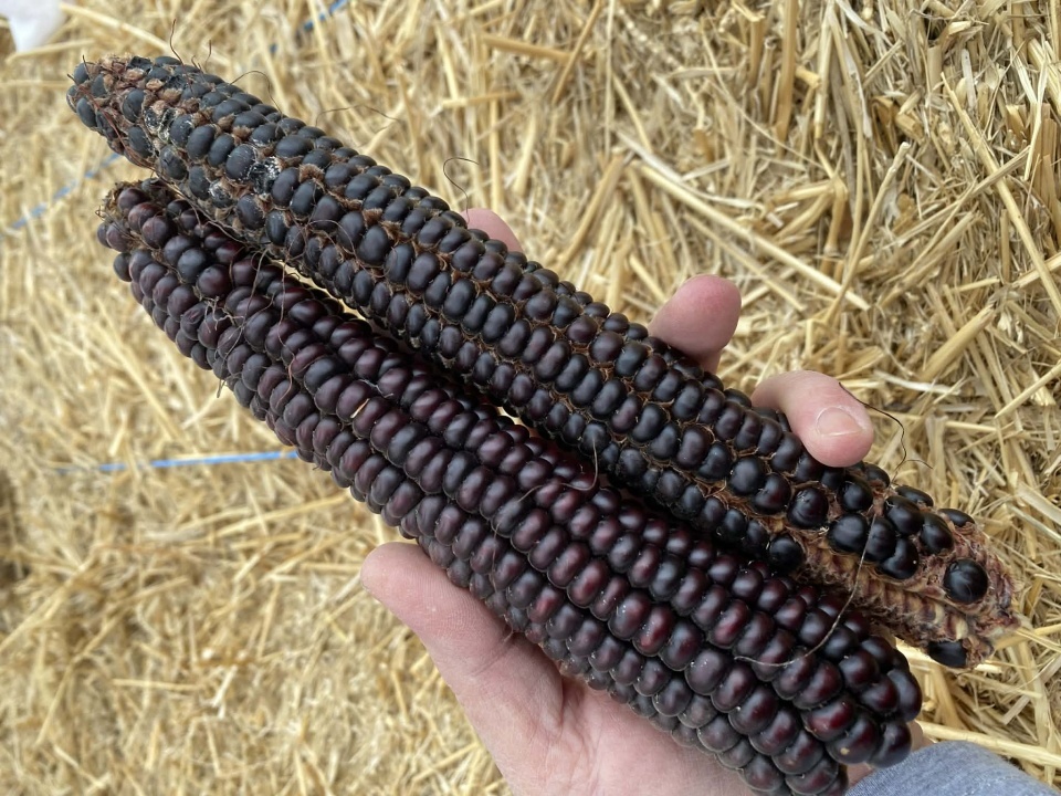 PORUMB - legume si fructe exotice