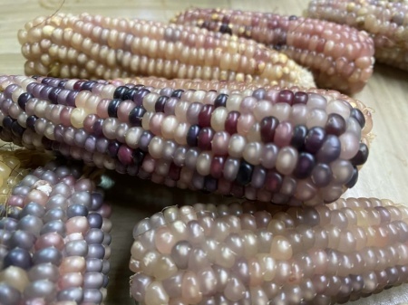 SEMINTE PORUMB POPCORN - P 02