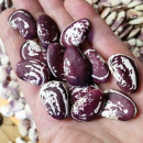 SEMINTE FASOLE LIMA - D 178 CHRISTMAS LIMA BEAN