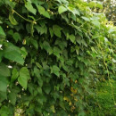 SEMINTE FASOLE LIMA - D 179 NORTHSTAR LIMA BEAN