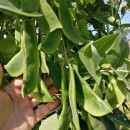 SEMINTE FASOLE LIMA - D 179 NORTHSTAR LIMA BEAN