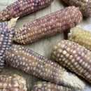 SEMINTE PORUMB POPCORN - P 02