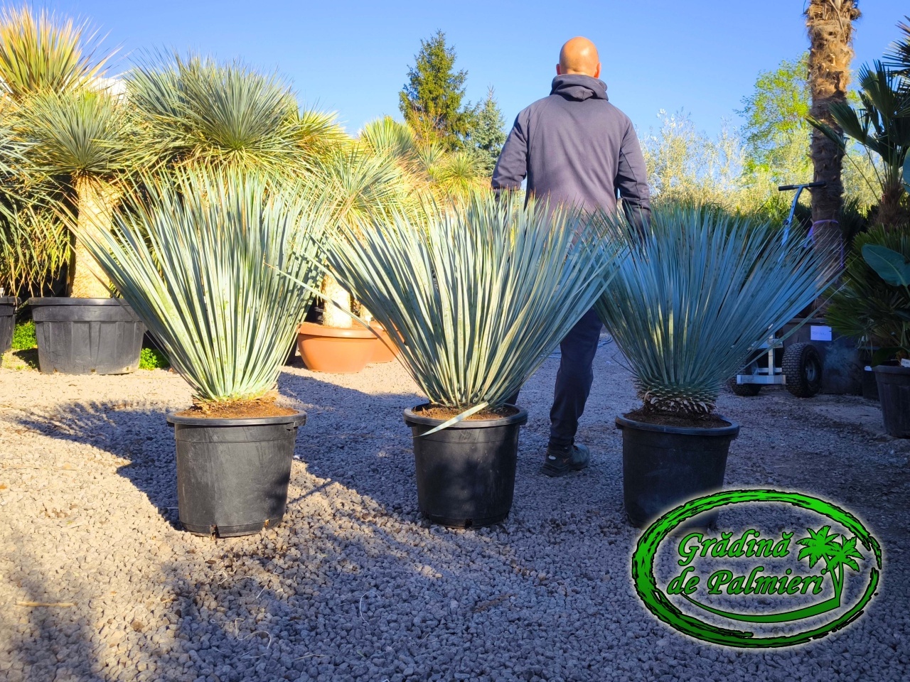 Yucca Rostrata 100-120 inaltime totala