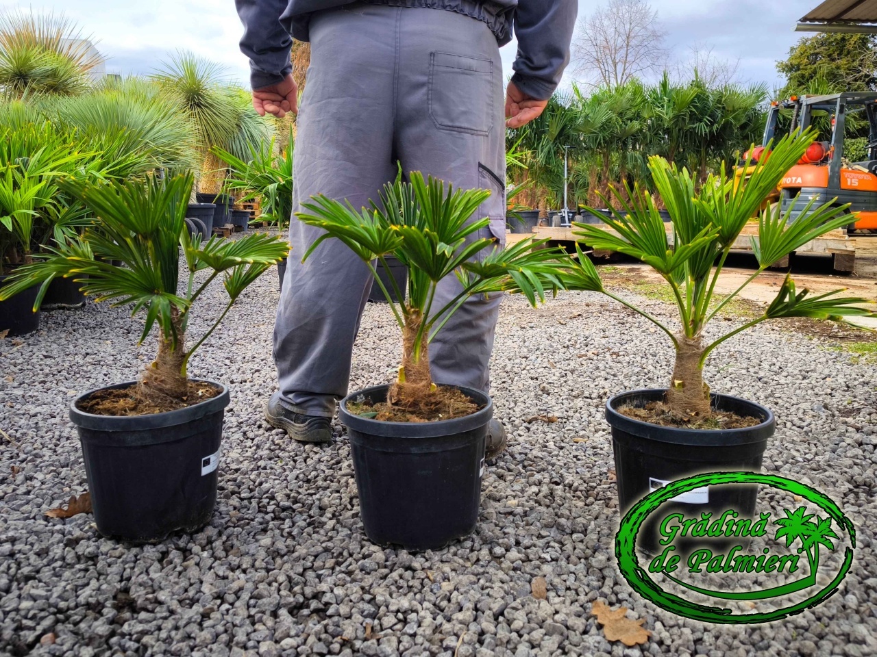 Trachycarpus Wagnerianus 60-70cm inaltime totala