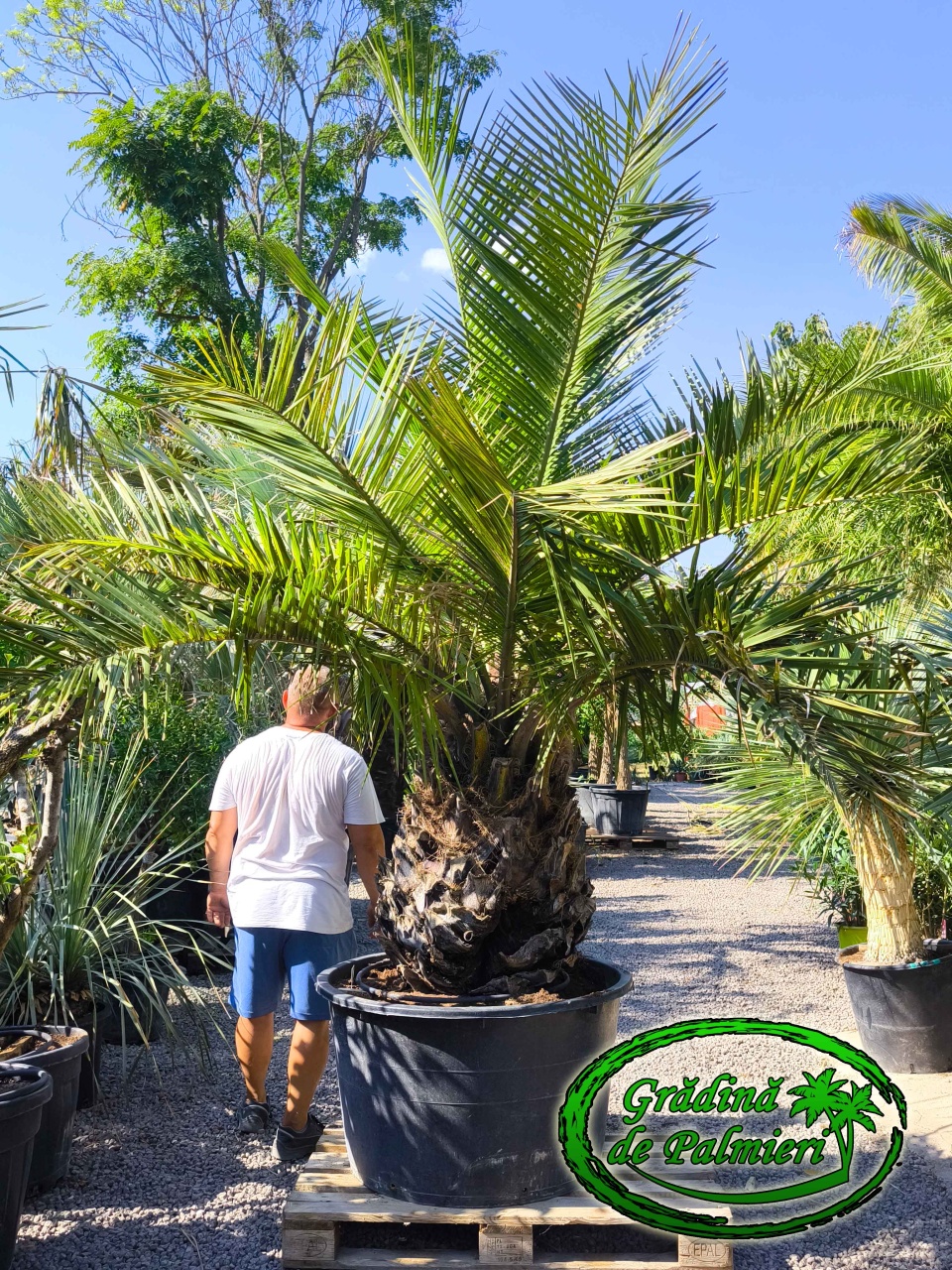 Jubaea Chilensis - Palmier Jubea trunchi 130cm GIGANT