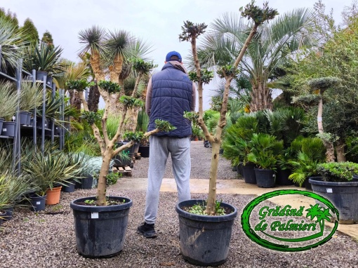 Măslin - Olea Europaea POM-POM var. 3