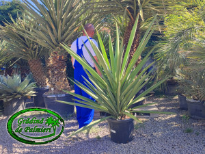 Yucca Faxoniana - Faxon yucca var. 1.