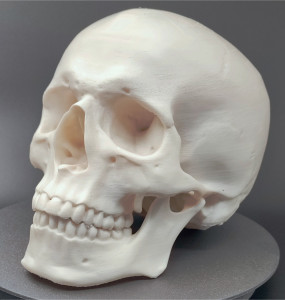 Craniu uman, scanat și printat 3D