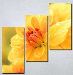 Slike na platnu Žuto cveće Nina111_3