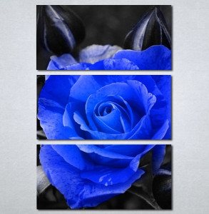 Slike na platnu Plava ruza Nina127_3