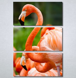 Slike na platnu Flamingo ptica Nina30256_3