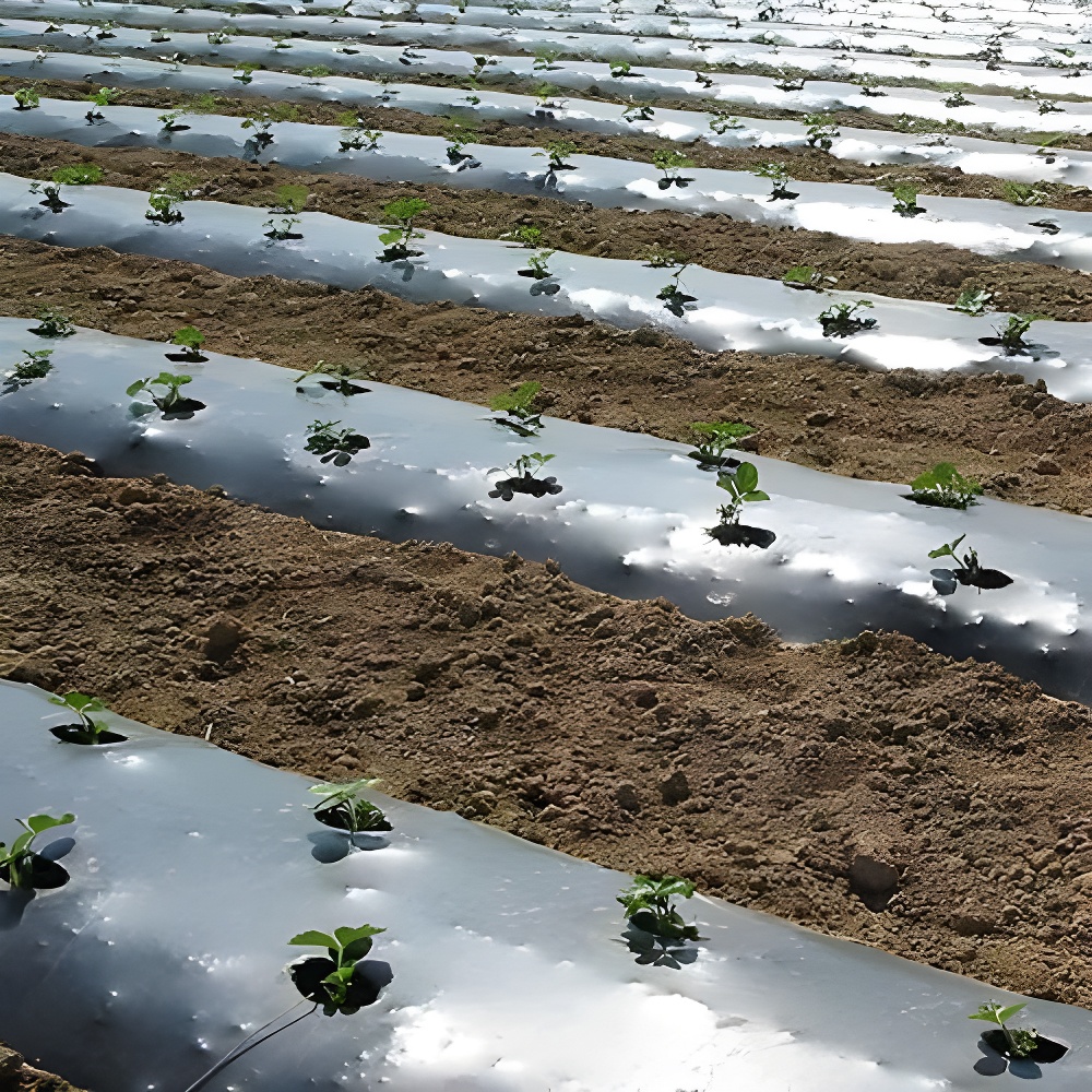 20 микрона Черно фолио за мулчиране, 4 метра ширина, 200 метра