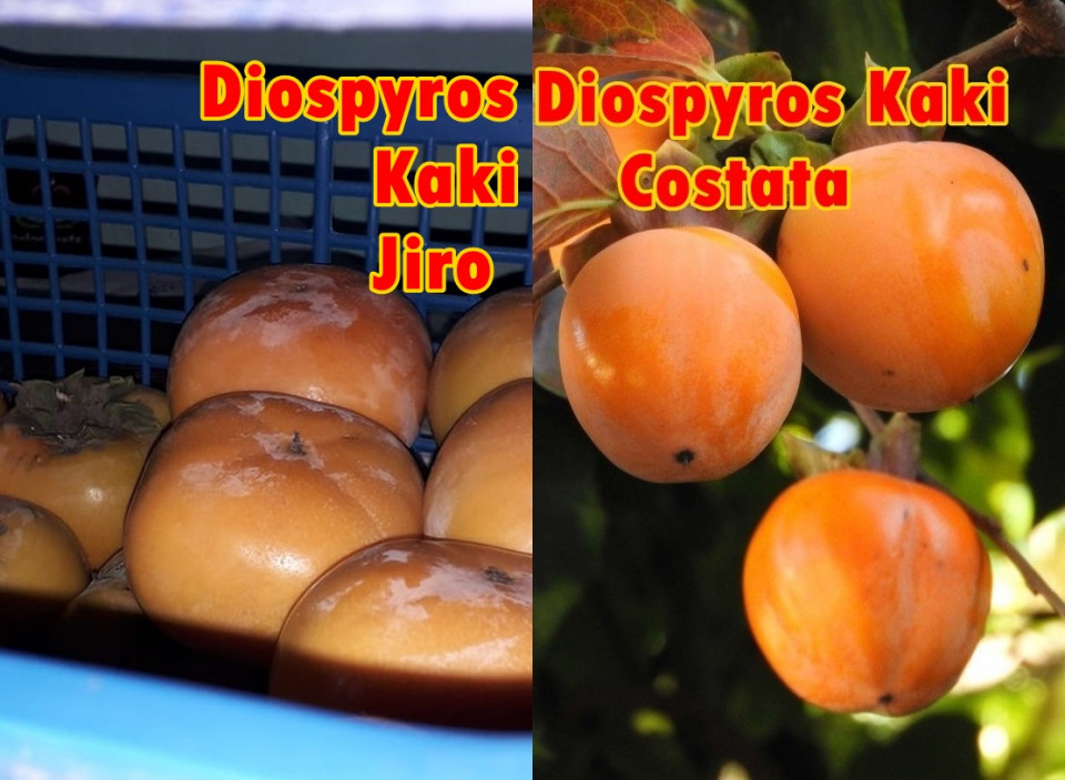 Super***oferta 1 bucata Diospyros Kaki Costata + BONUS 1 bucata ...
