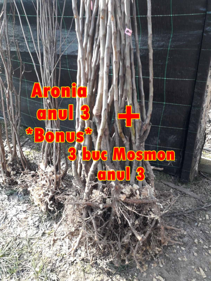 98/lei 3 puieti de Mosmon /Mespilus germanica/ de 3 ani, plus***BONUS 2 ...
