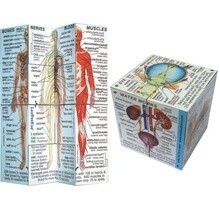 Medicinski Posteri Coveka za ordinacije