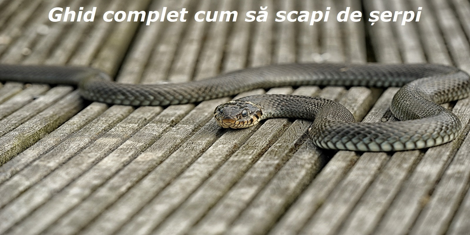 Cum sa scapi de serpi si reptile ? - Ghid complet