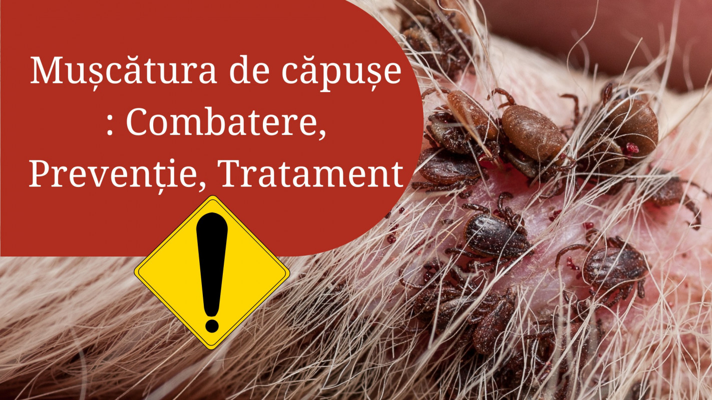 Mușcătura de căpușe : Combatere, Prevenție, Tratament