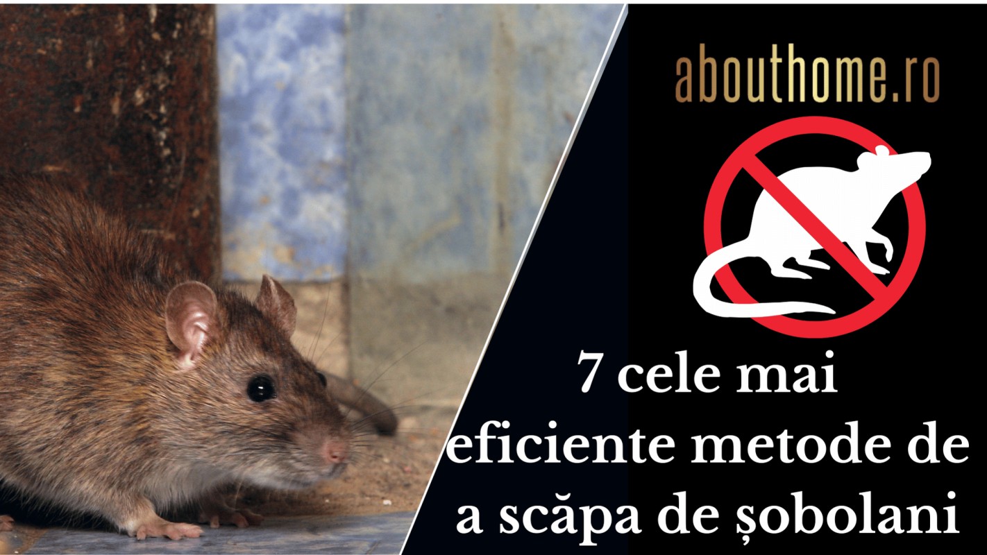 Cele mai bune 7 metode de a scăpa de șobolani