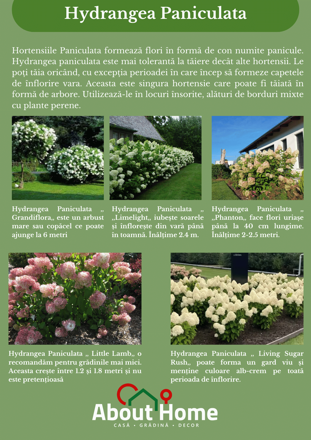 Totul despre Hortensii - Tipuri, Îngrijire și Fertilizare