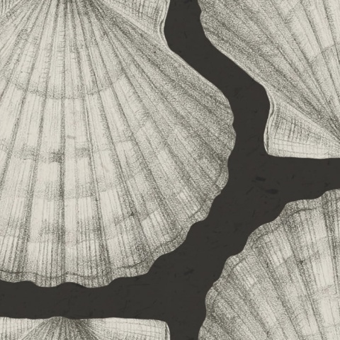 Fototapet, Shells, Graphite, Rebel Walls