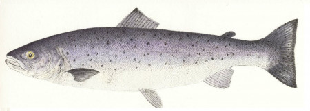 Pastrav Eviscerat Congelat DAYSEADAY pret/kg