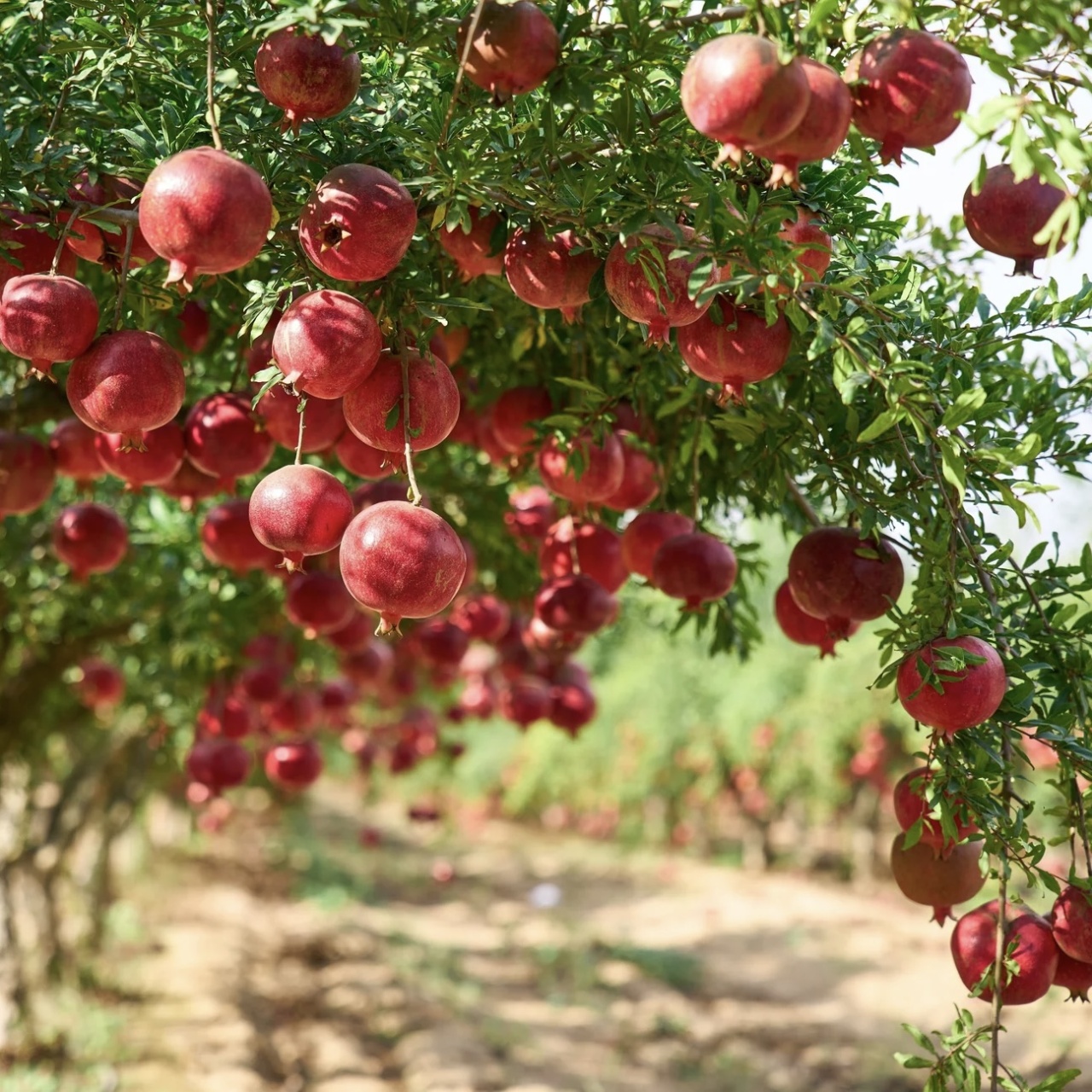 Rodiu Punica Granatum Acco - Rădăcină Ambalată - Anul 2-3 - Înălţime la ...