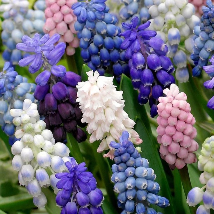 Bulbi Muscari - Multicolor - Pachet Mix 25 Bulbi