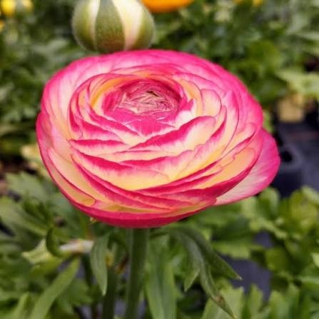 Bulbi Ranunculus - Picotee / Bicolor - Pachet 10 Bulbi
