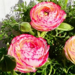 Bulbi Ranunculus - Picotee / Bicolor - Pachet 10 Bulbi