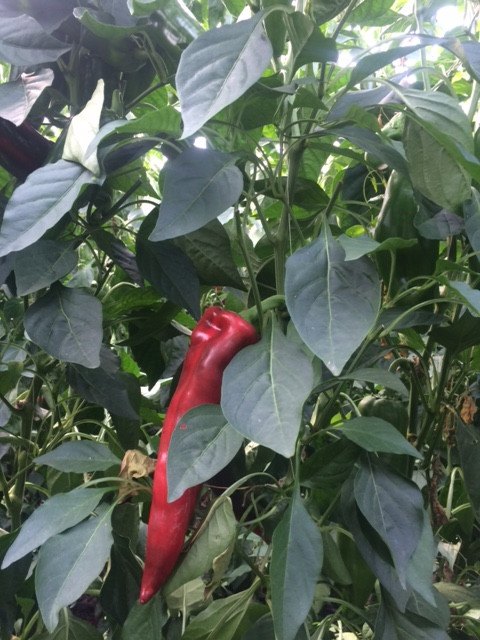 Ardei capia Teseo F1 (20 sem), seminte hibrid semitimpuriu, ardei mari ...