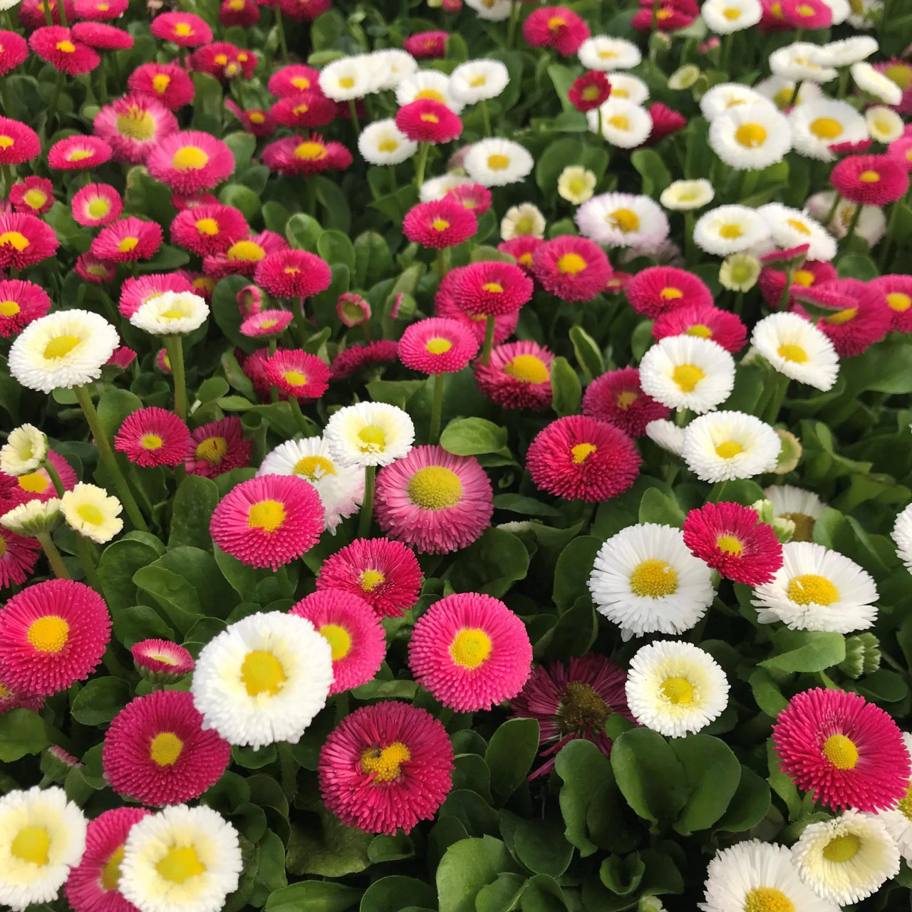 Banutei amestec de culori (0,25 g), seminte paralute Bellis perennis ...