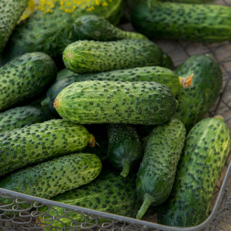 Castraveti cornichon Mapamond (10 g), seminte soi timpuriu romanesc ...