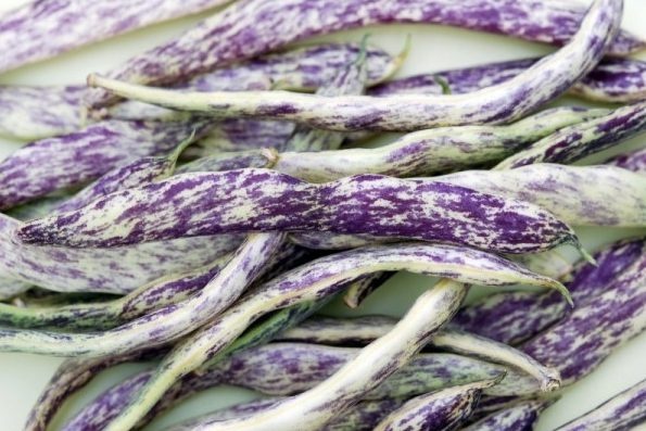 Fasole pitica Meraviglia del Piemonte (1 kg) seminte fasole oloaga ...