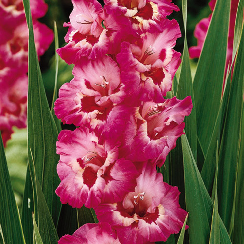 Gladiola Vandohla (7 bulbi), bulbi gladiole flori mari, petale gofrate ...