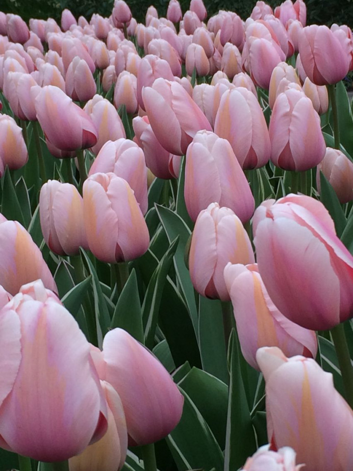 Lalele Sweet Impression (8 bulbi), bulbi lalele flori culoare roz ...