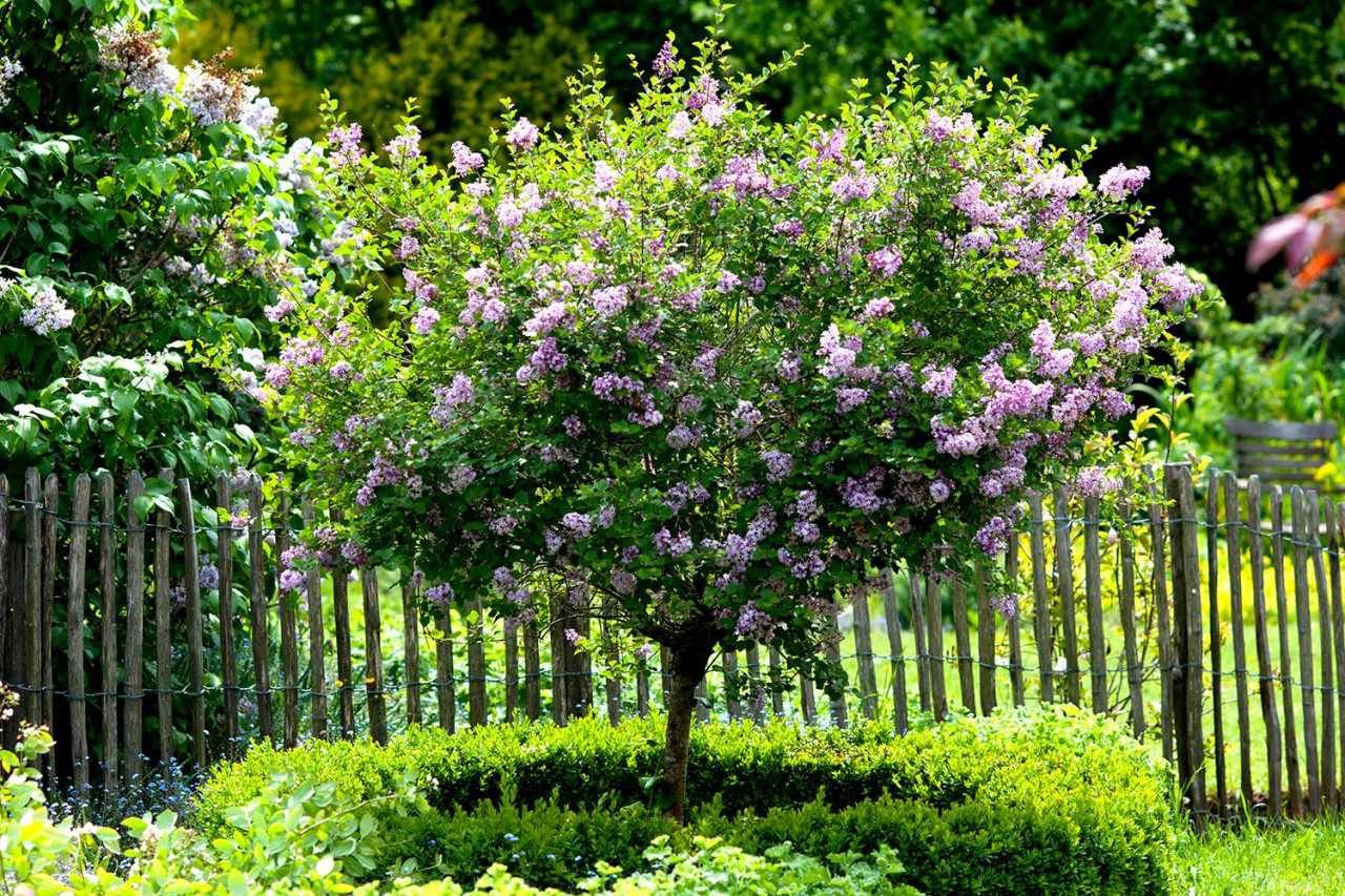 Liliac Sensation (1 butas), liliac flori parfumate, mov cu margini albe ...