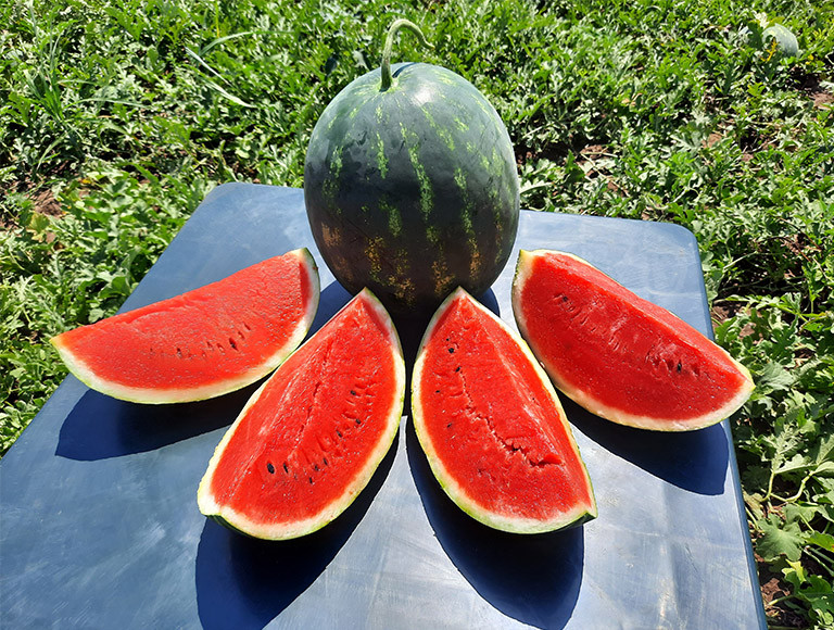 Pepene verde Sherkhan F1 (500 sem), seminte pepene rosu hibrid ...