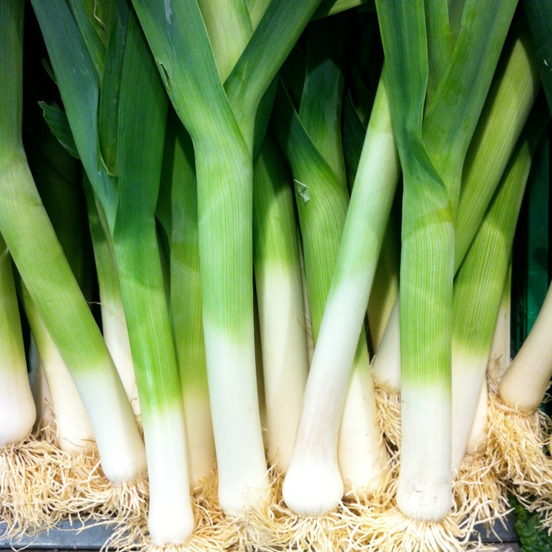 Praz Monstrueux de Carentan 2 (100 g), seminte soi mediu-timpuriu ...